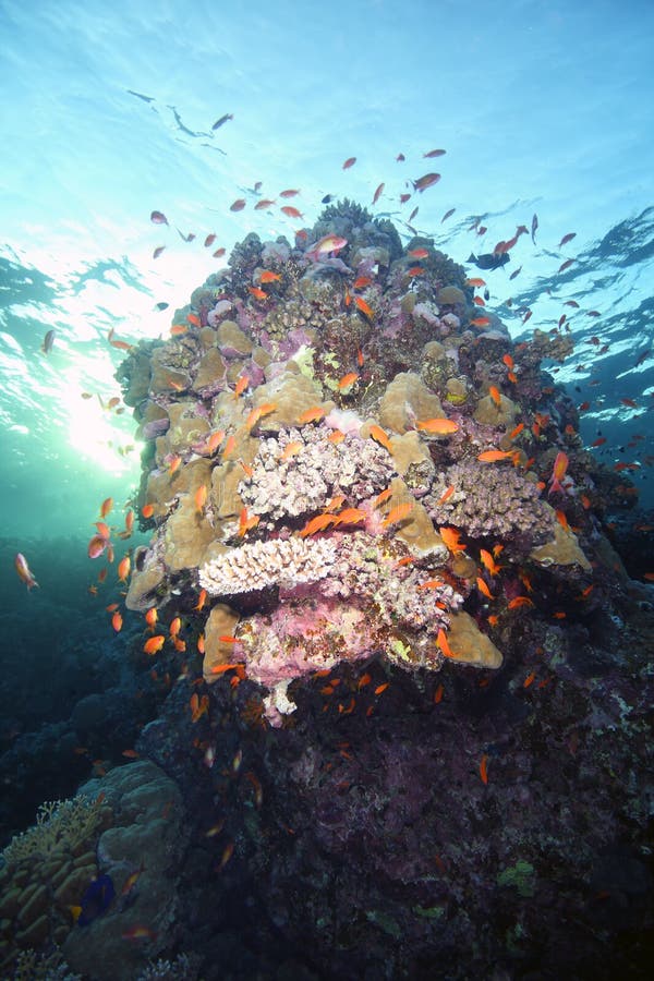 Interesting Reef in the Sea with the Sun in the Background, a Typical ...