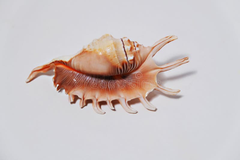 Interesting Seashell on White Background in Realistic Style Stock Photo ...