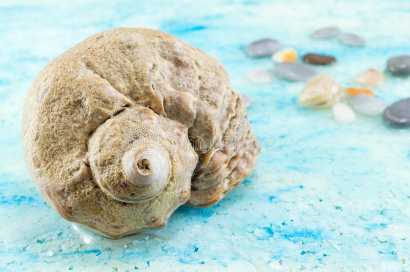 Interesting Seashells Close Up Stock Image - Image of design, natural ...