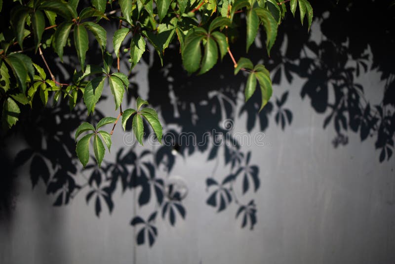 Shadows from Trees Falling on the Wall, Nature Background. Stock Photo ...