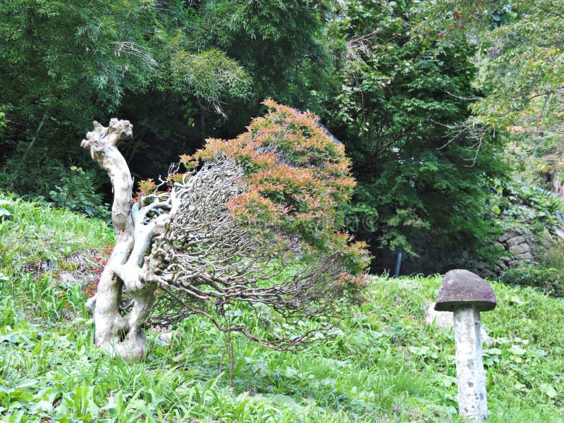 Interesting shape of tree. stock photo. Image of biology - 107937440