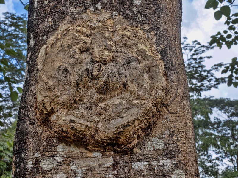 Interesting Shape on a Tree Trunk in a Rain Forest, Belize Stock Photo ...