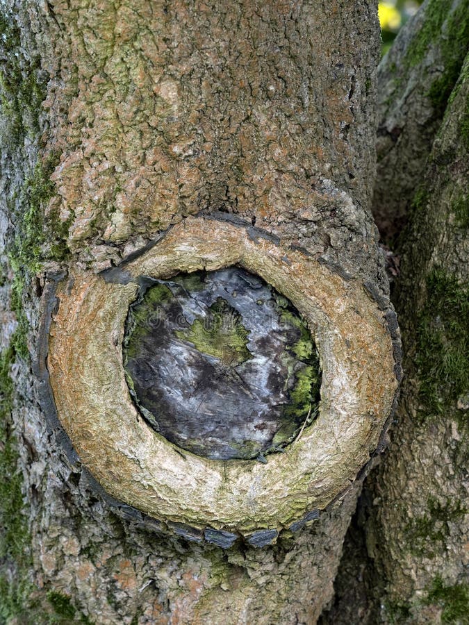 Interesting Shape Was Created after the Cut Tree Branch Stock Photo ...