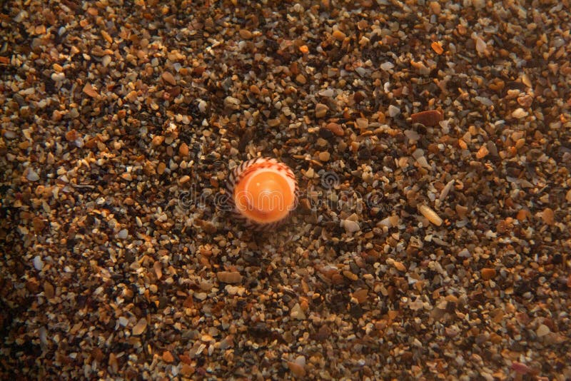 Interesting Shell on the Sandy Beach Stock Photo - Image of insect ...
