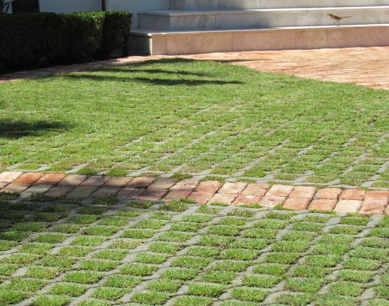 Grass design stock image. Image of shrub, flooring, asphalt - 249214397