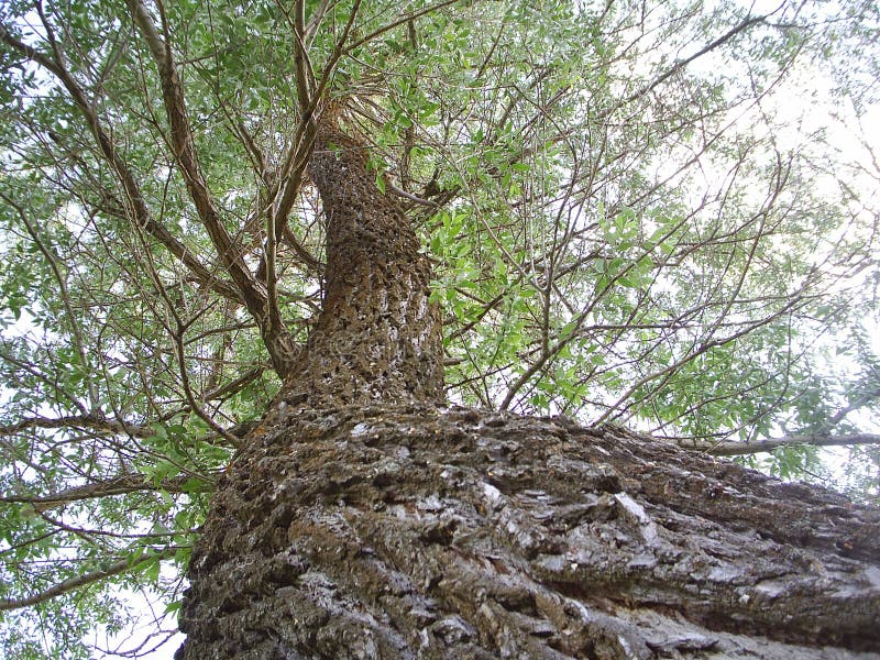 An Interesting Square Picture of an Elongated Willow Tree Stock Image ...