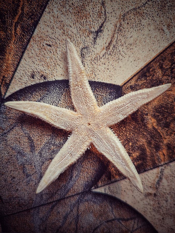 Interesting Starfish Texture. Beautiful Pattern on a Starfish. Stock ...