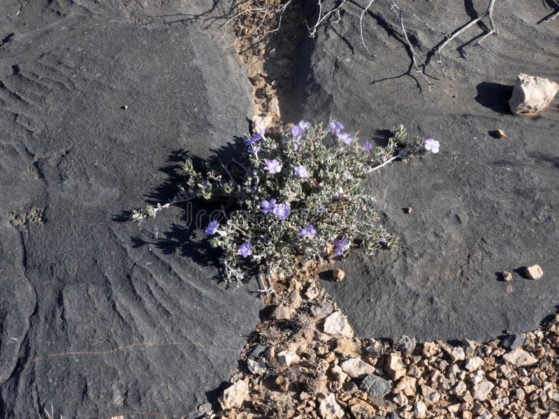 Interesting Stones in Central Namibia. Stock Image - Image of africa ...