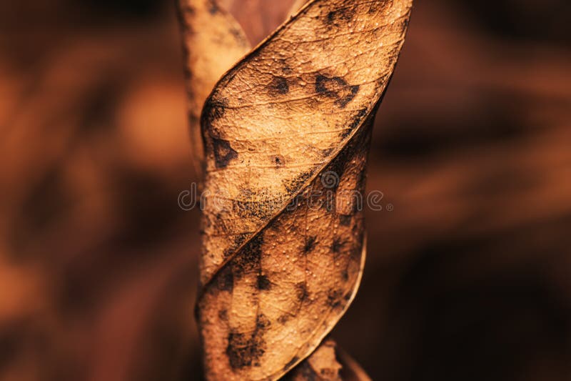 Interesting Burnt Leaf Stock Photos - Free & Royalty-Free Stock Photos ...