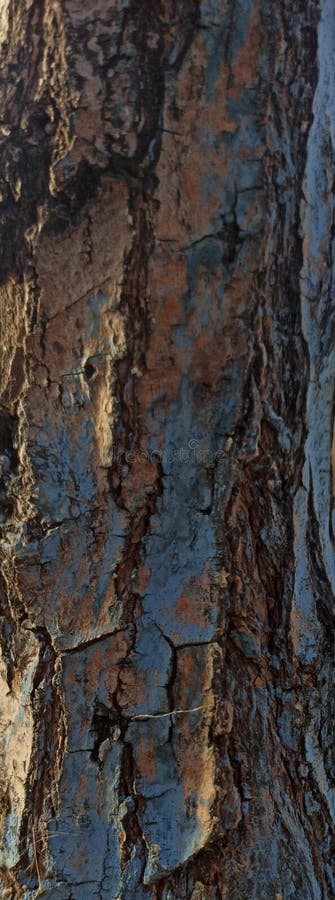 Interesting Texture Cracked Bark Blue Beige Tree Stock Photos - Free ...