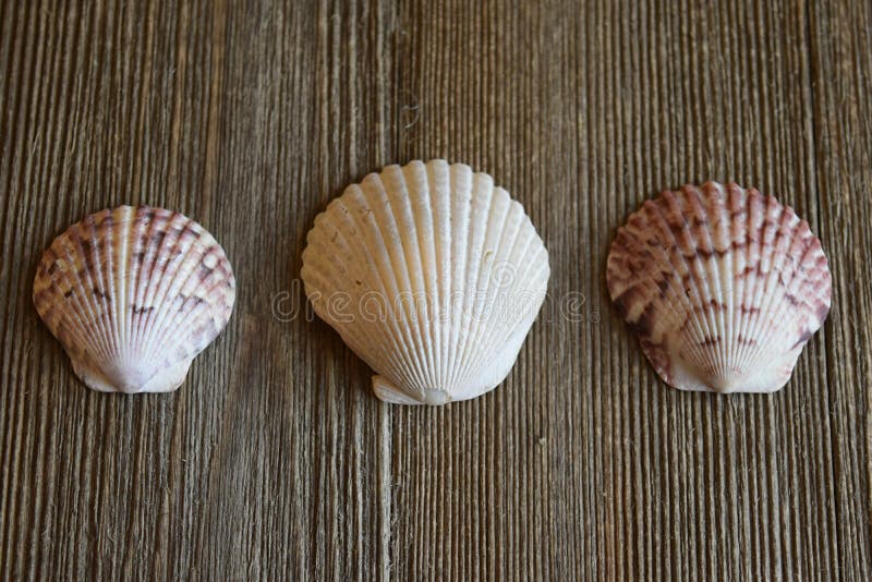 Interesting Textured Sea Shells Grouped for Display Stock Photo - Image ...