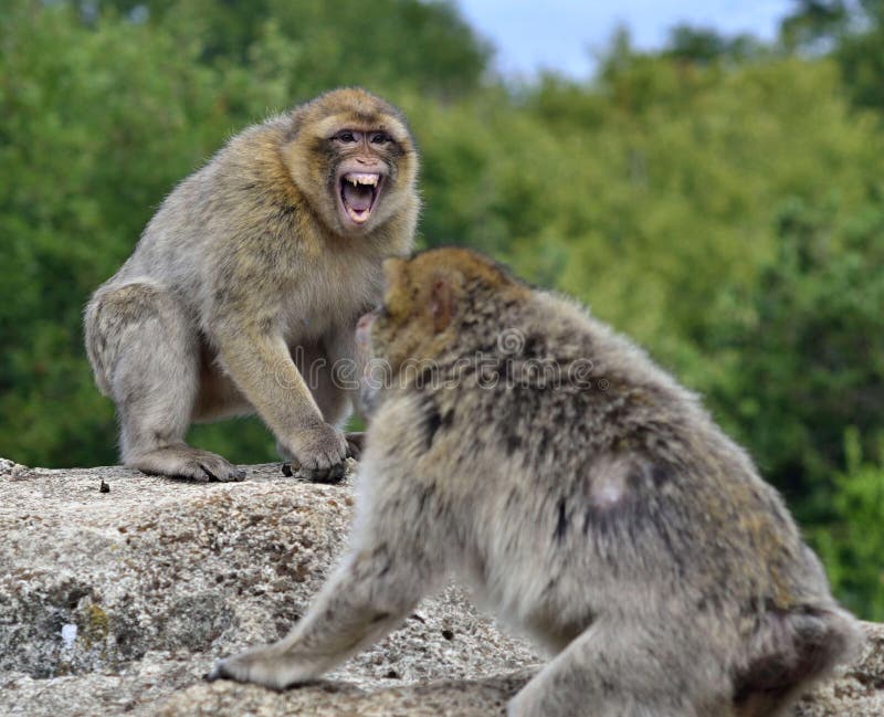 Typical Monkey in Gibraltar Stock Image - Image of south, animal: 187715185