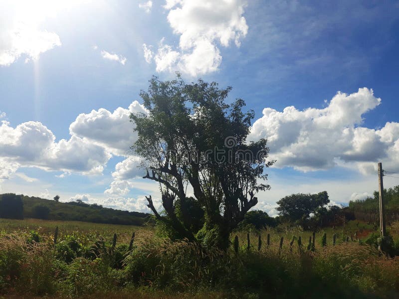An Interesting Tree stock photo. Image of nature, cloud - 159484248