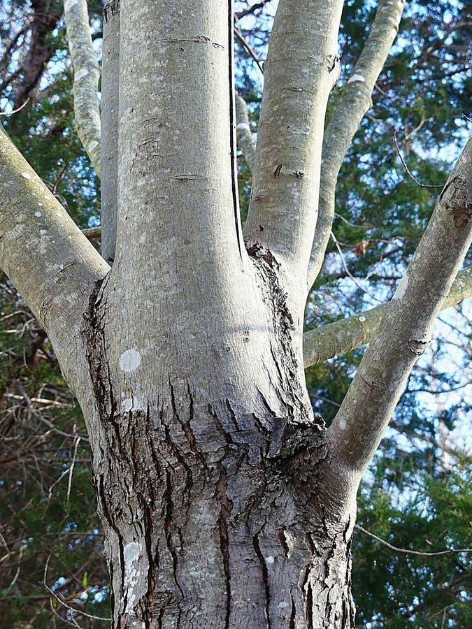 Rough and Smooth stock photo. Image of pitted, pebble - 15476598
