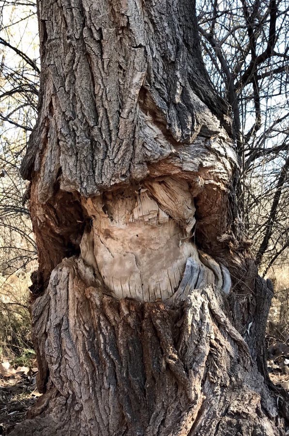 Interesting tree branch stock photo. Image of outdoors - 84435218