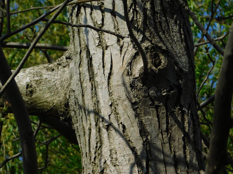 Interesting Tree Branch and Moss Stock Photo - Image of interesting ...