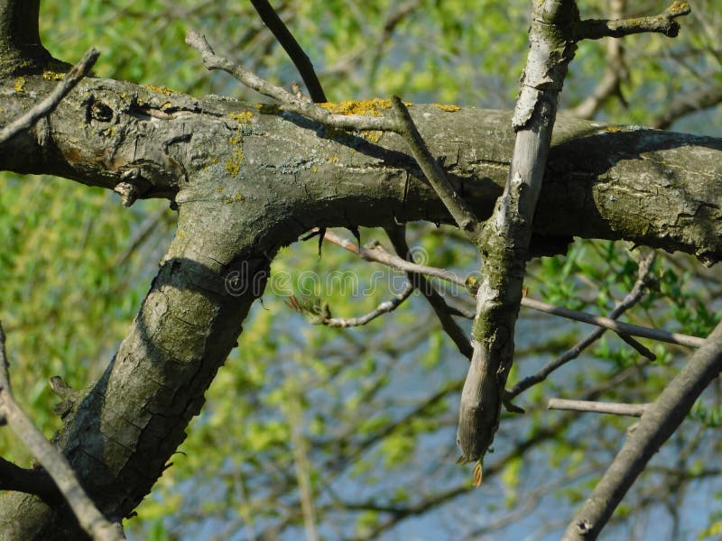 Interesting Tree Branch and Moss Stock Image - Image of nature, online ...
