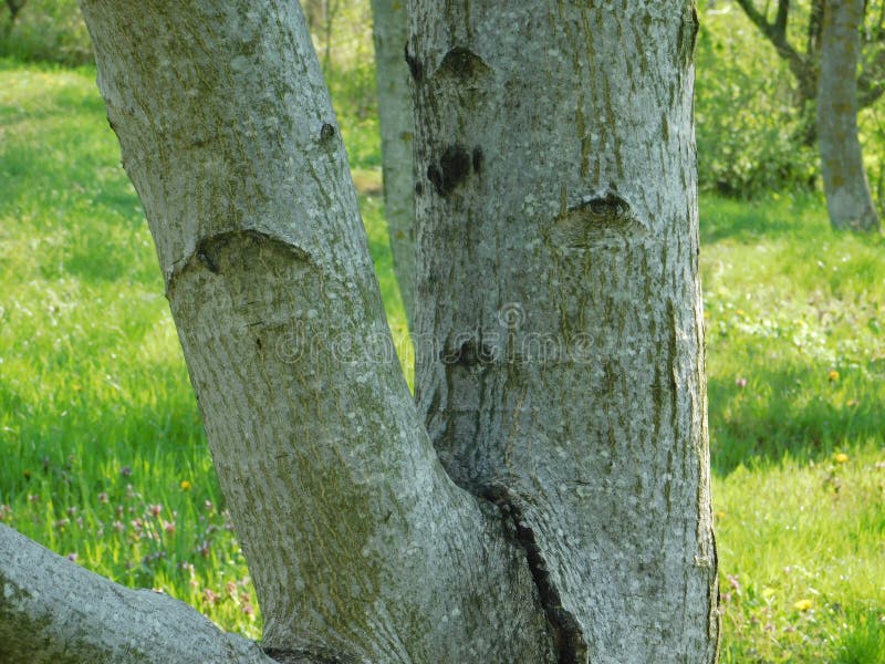An Interesting Tree stock image. Image of fence, wind - 14593851