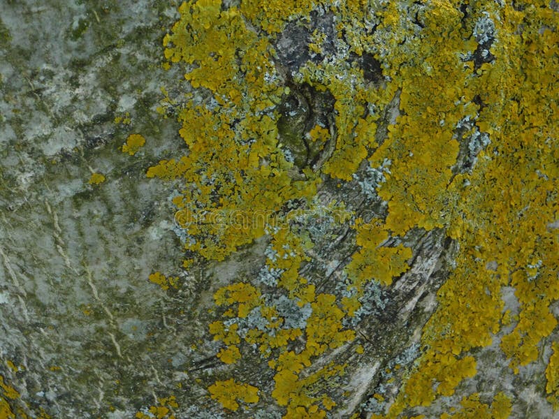 Interesting Tree Branch and Moss Stock Photo - Image of online ...