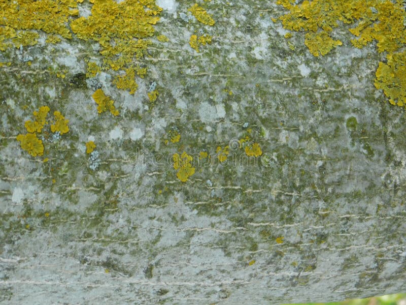 Interesting Tree Branch and Moss Stock Photo - Image of parsley ...