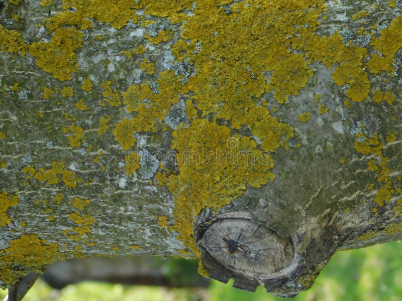 Interesting Tree Branch and Moss Stock Photo - Image of gardening ...