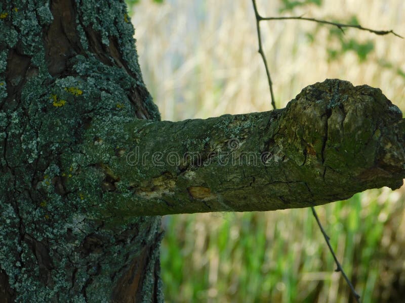 Interesting Tree Branch and Moss Stock Photo - Image of lonely, nature ...