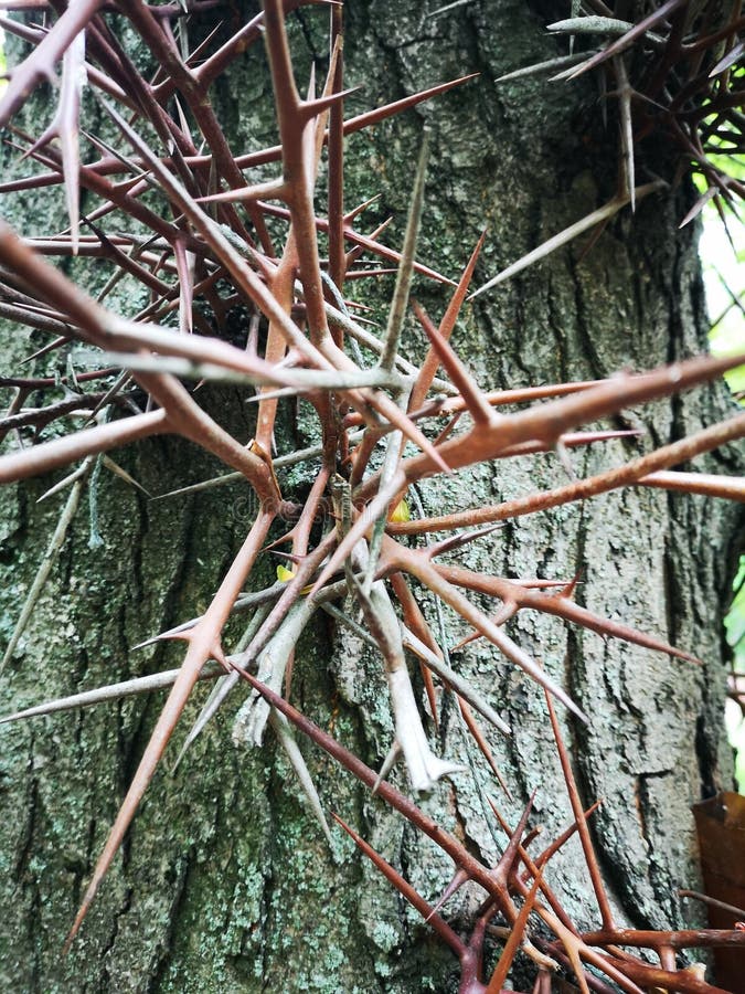 An Interesting Tree stock image. Image of fence, wind - 14593851