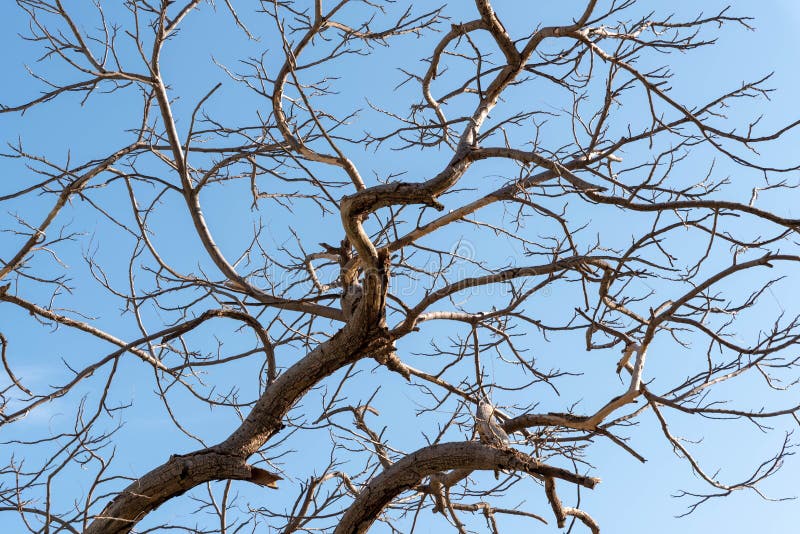 Interesting Tree for a Background. Stock Image - Image of beauty ...
