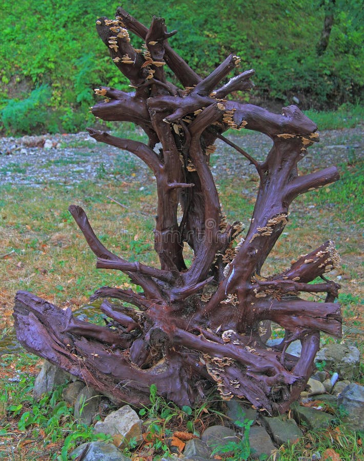 Interesting Tree with Dry Branches Stock Photo - Image of green, black ...