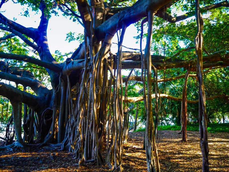 Interesting Tree with Falling Branches Stock Photo - Image of branches ...