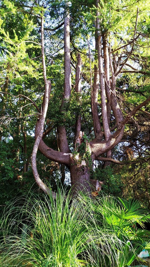 Interesting Tree Form and Shape Stock Photo - Image of pine, black ...