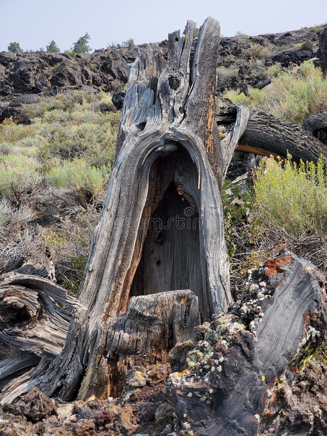Interesting tree formation stock photo. Image of trunk - 226120970
