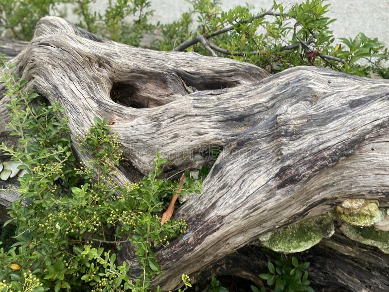 An Interesting Tree in the Grass Stock Image - Image of grow, geology ...