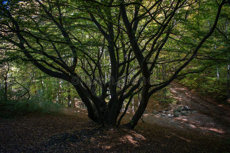 Interesting Tree in the Green Forest Stock Image - Image of foliage ...