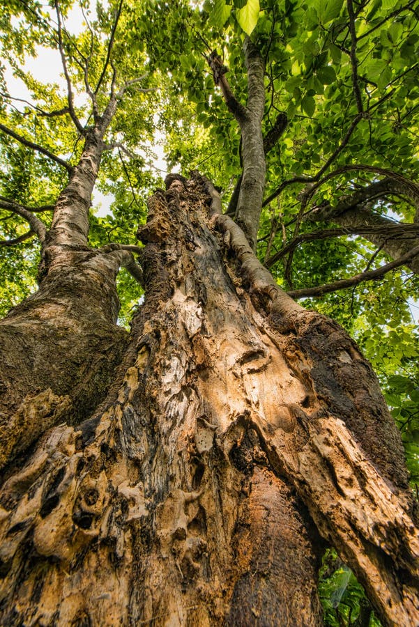 Interesting tree stock image. Image of dramatic, green - 44648967