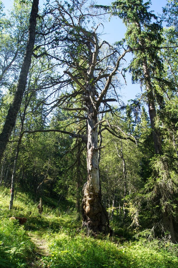 Interesting tree stock image. Image of unique, hiking - 78856867
