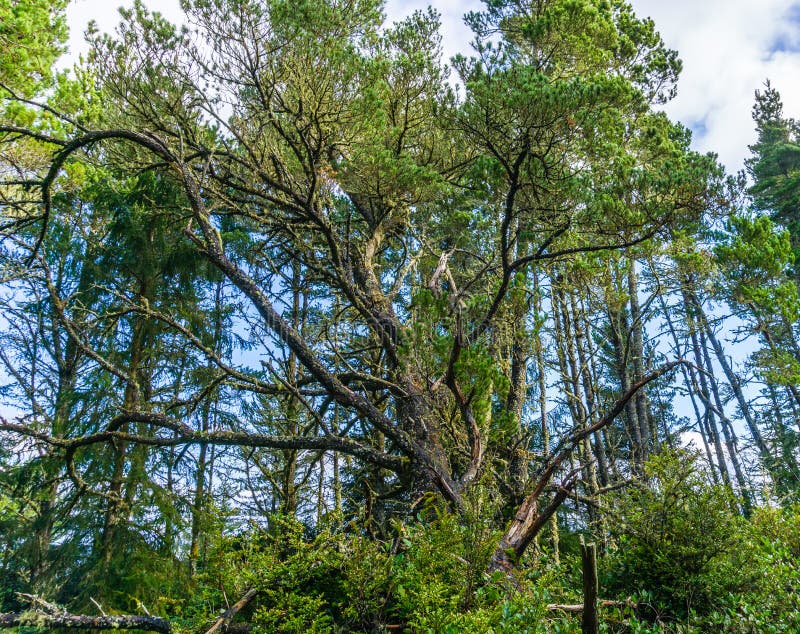 Interesting Tree Scene stock image. Image of tree, scenic - 176801157