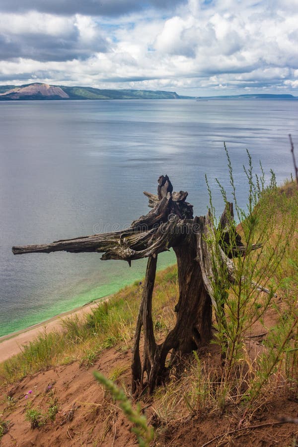 Interesting Tree Roots on a Cliff Stock Photo - Image of russian ...
