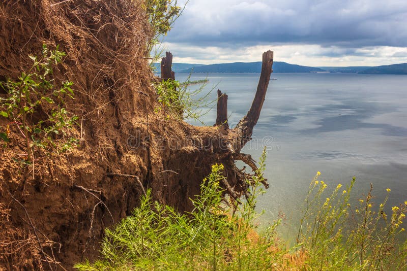Interesting Tree Roots on a Cliff Stock Image - Image of scenery ...