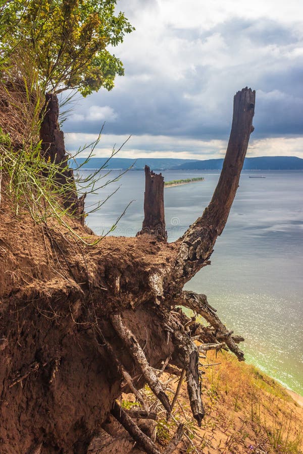 Interesting Tree Roots on a Cliff Stock Image - Image of outdoor, river ...