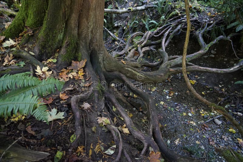 Interesting Tree Roots in Forest Stock Photo - Image of roots, year ...