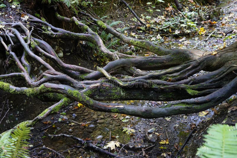 Tree Roots Over a Stream in Forest Near Seattle Stock Image - Image of ...