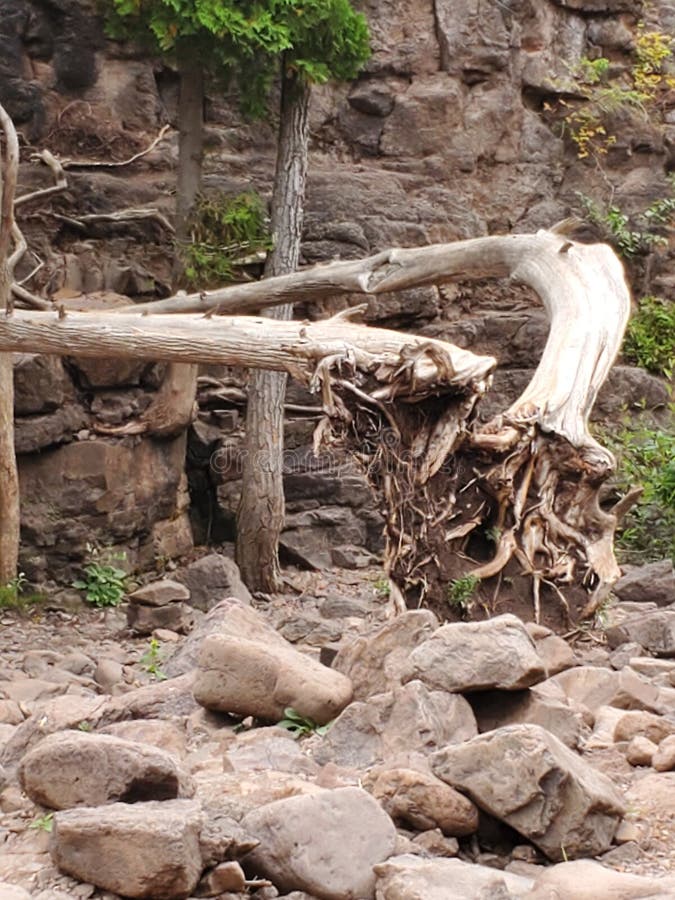 Interesting Tree Roots, Mossy Ground Stock Photo - Image of stone ...