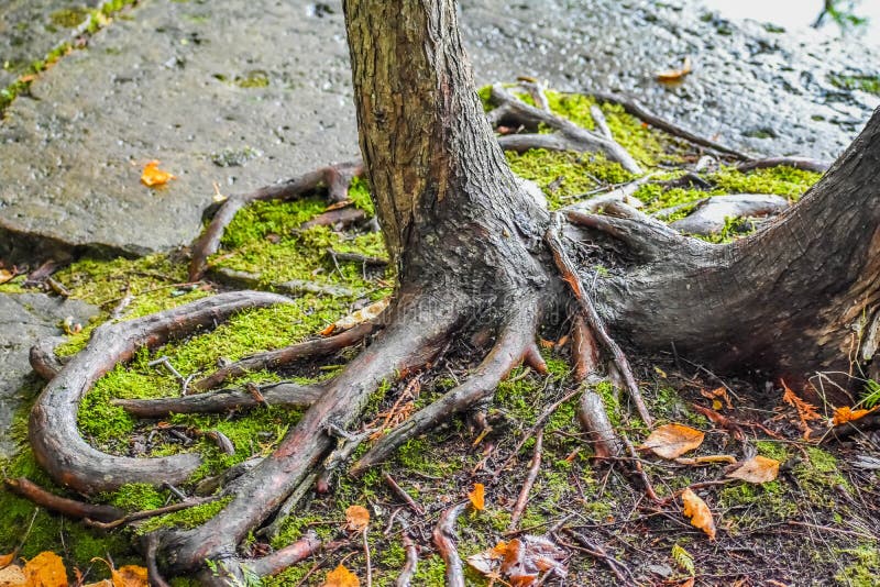 Interesting Tree Roots, Mossy Ground Stock Photo - Image of stone ...