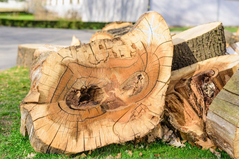 186 Interesting Tree Section Stock Photos - Free & Royalty-Free Stock ...