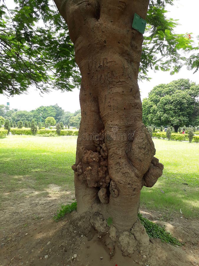 Interesting Tree Roots, Mossy Ground Stock Photo - Image of stone ...