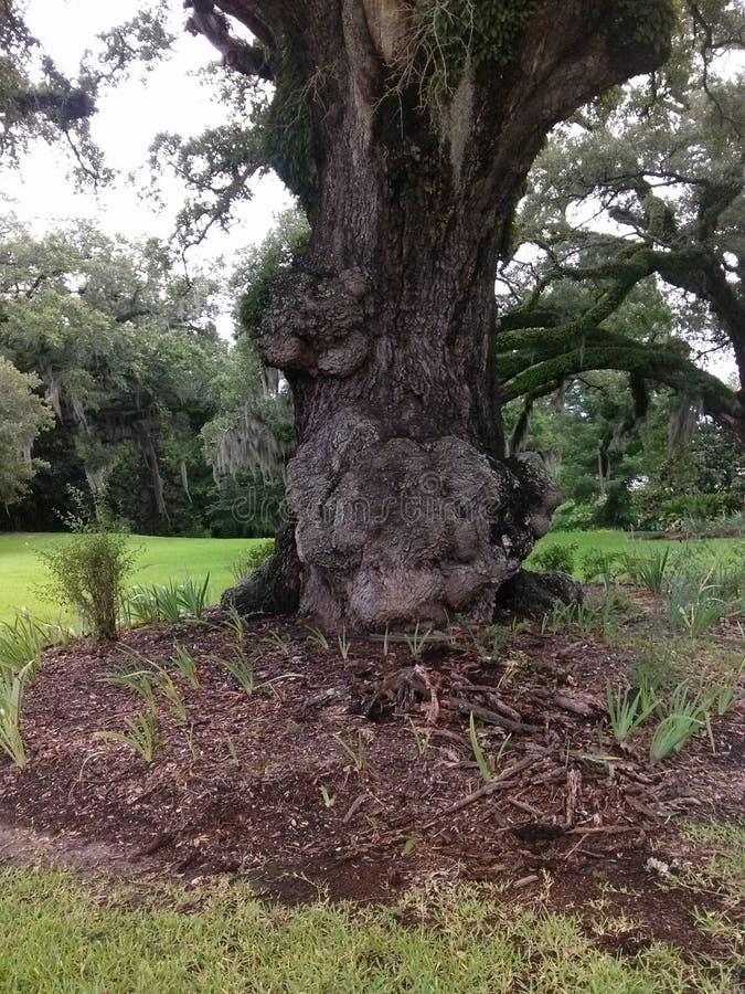 Interesting Tree Roots, Mossy Ground Stock Photo - Image of stone ...