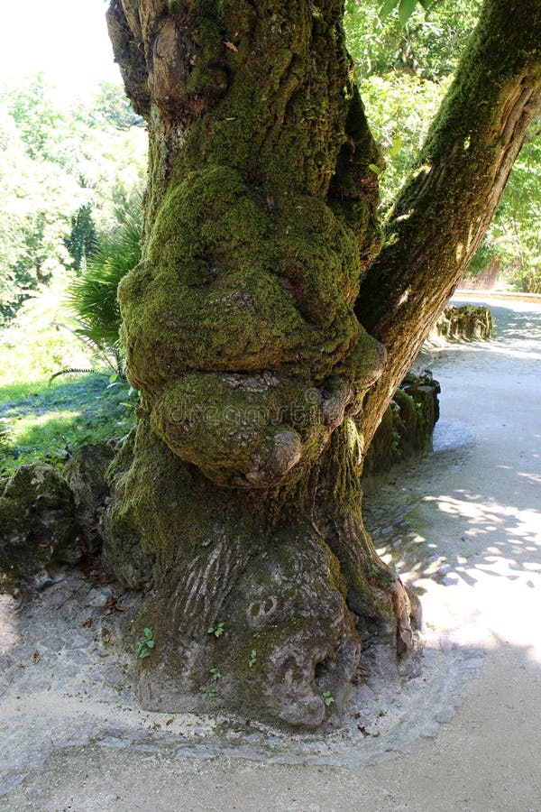 Interesting Tree Trunk in Quinta Da Regaleira, Sintra, Portugal Stock ...