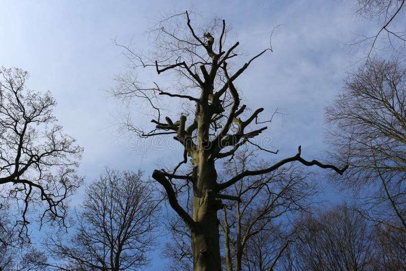 Interesting Tree and View of Trees and Sky Stock Photo - Image of green ...