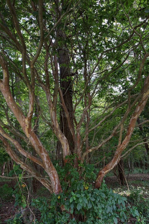 The Interesting Tree Which Opens Stock Photo - Image of trees, ecology ...